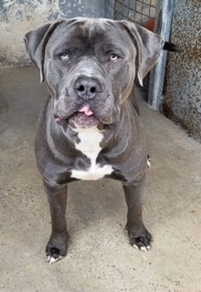 13047 ABD/Staffy type male “Boss” – I Need a Home