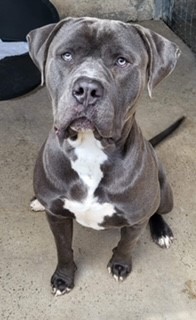 13047 ABD/Staffy type male “Boss” – I Need a Home